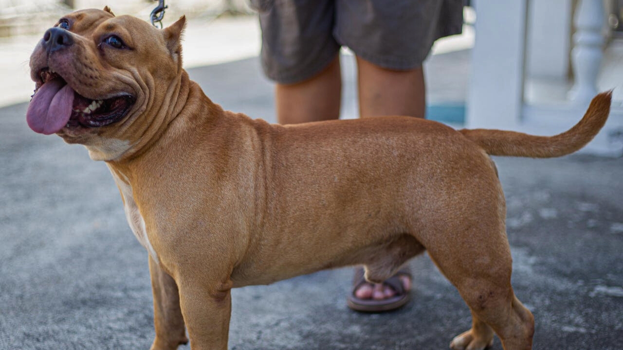 7 Best Dog Breeds To Protect Against Wild Boars - Ethawi.com