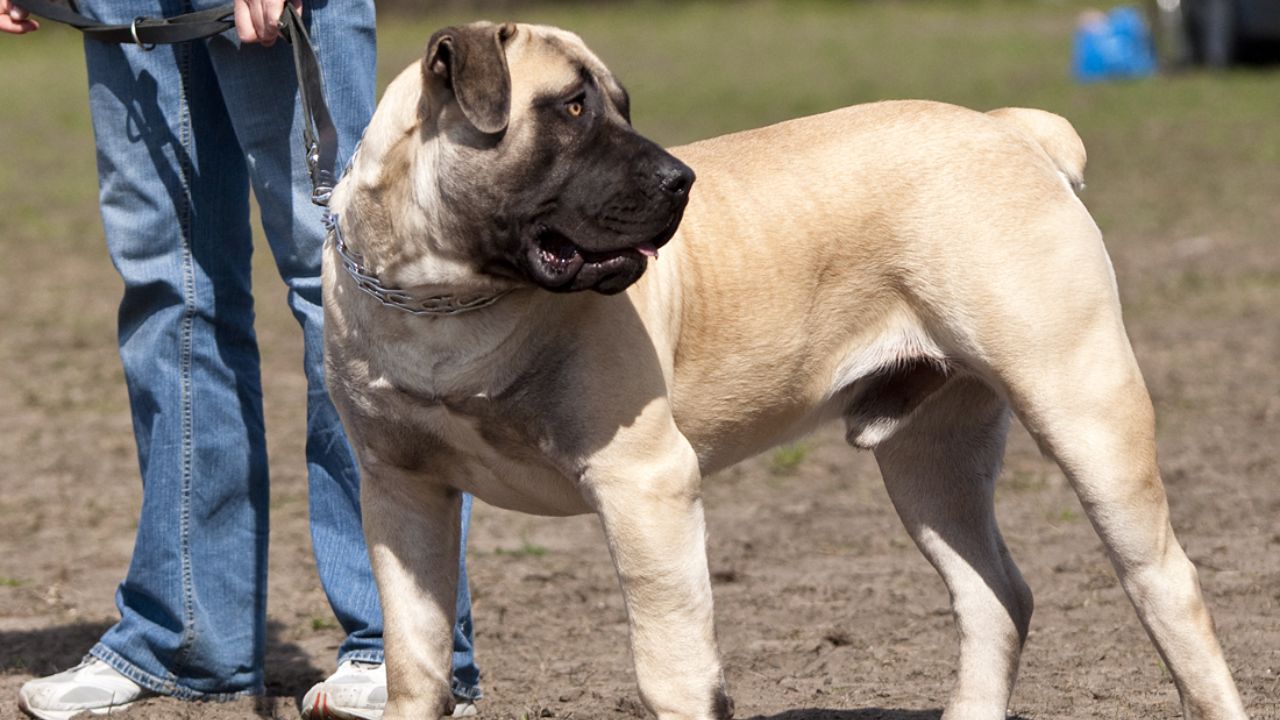 10 Best Dog Breeds To Protect Against Hyenas - Ethawi.com