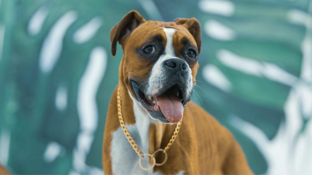 7 Low Maintenance Guard Dogs For Women With Super-Hectic Lifestyle ...
