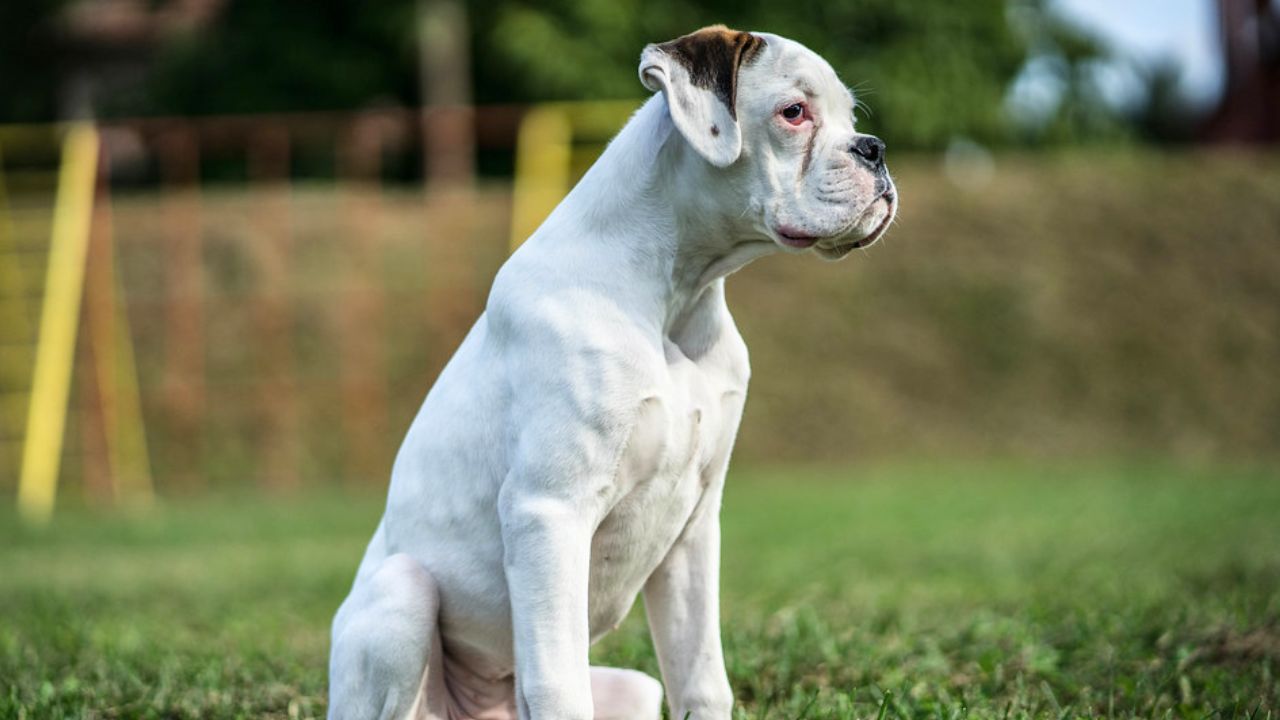 7 Best Dog Breeds To Protect Against Nocturnal Threats - Avesei.com
