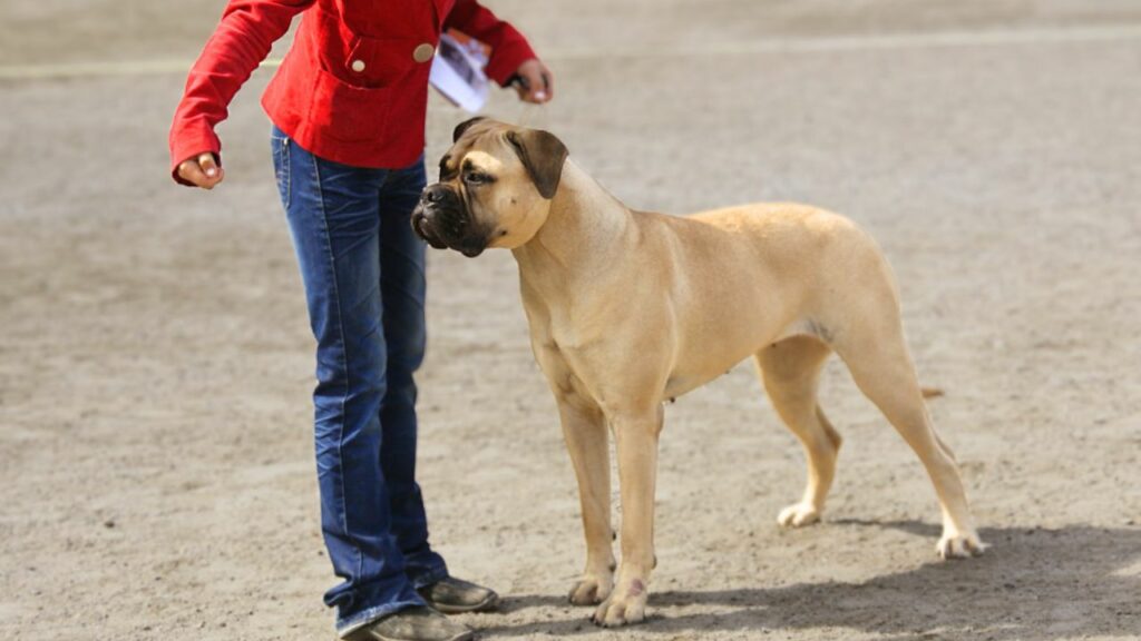 7 Low Maintenance Guard Dogs For Women With Super-Hectic Lifestyle ...