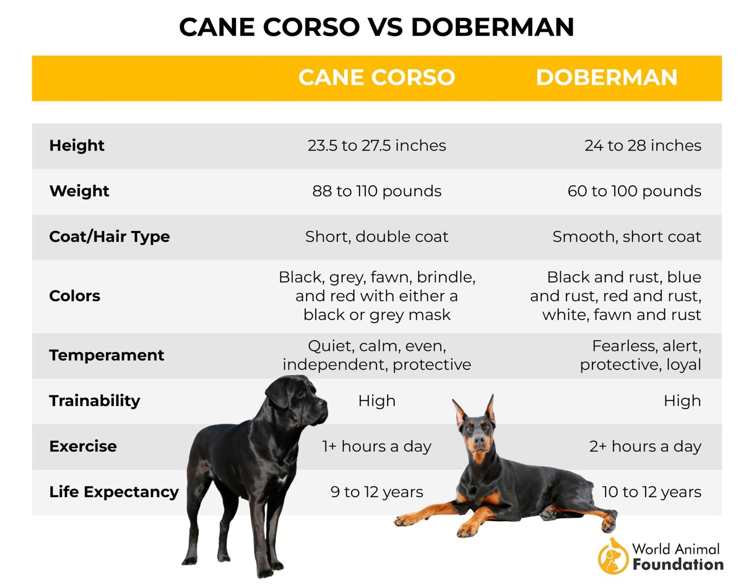 Cane Corso Vs. Doberman - What Are Their Key Differences? Cane Corso Vs. Doberman - What Are Their Key Differences?
