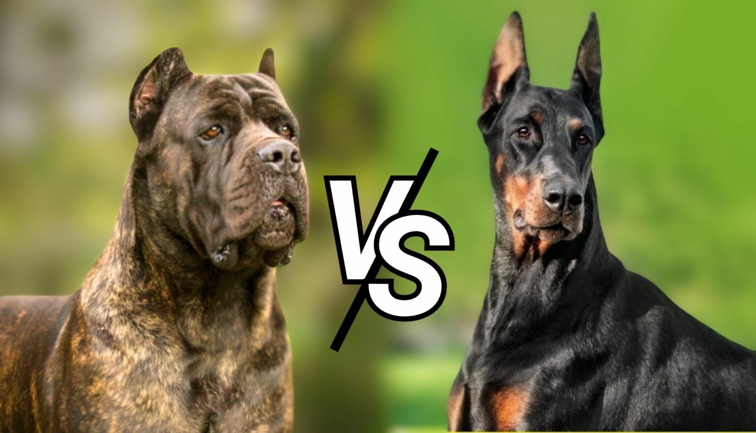 Cane Corso Vs. Doberman - What Are Their Key Differences? Cane Corso Vs. Doberman - What Are Their Key Differences?