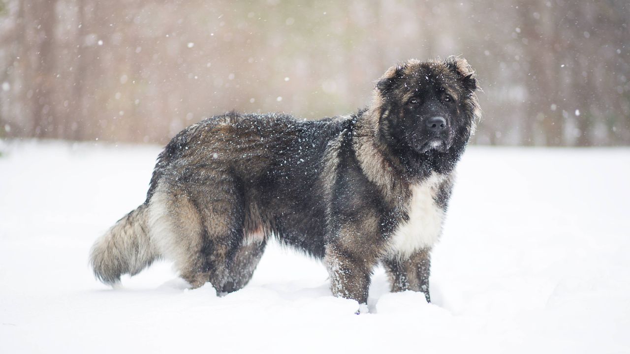 7 Coolest Dog Breeds With Exceptional Memory Retention