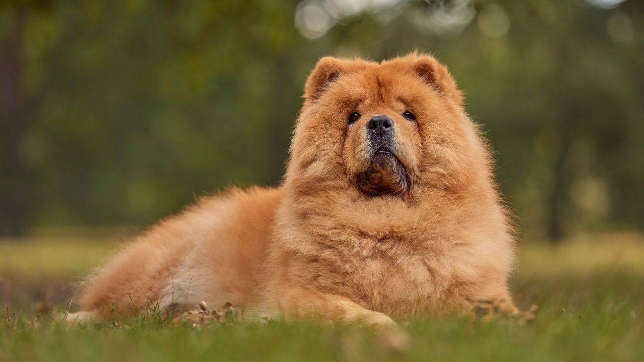 7 Best Guard Dog Breeds For College Students Living Off-Campus ...