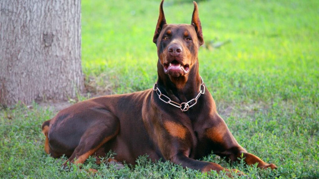 7 Guard Dog Breeds Ideal For People With Limited Mobility - Avesei.com