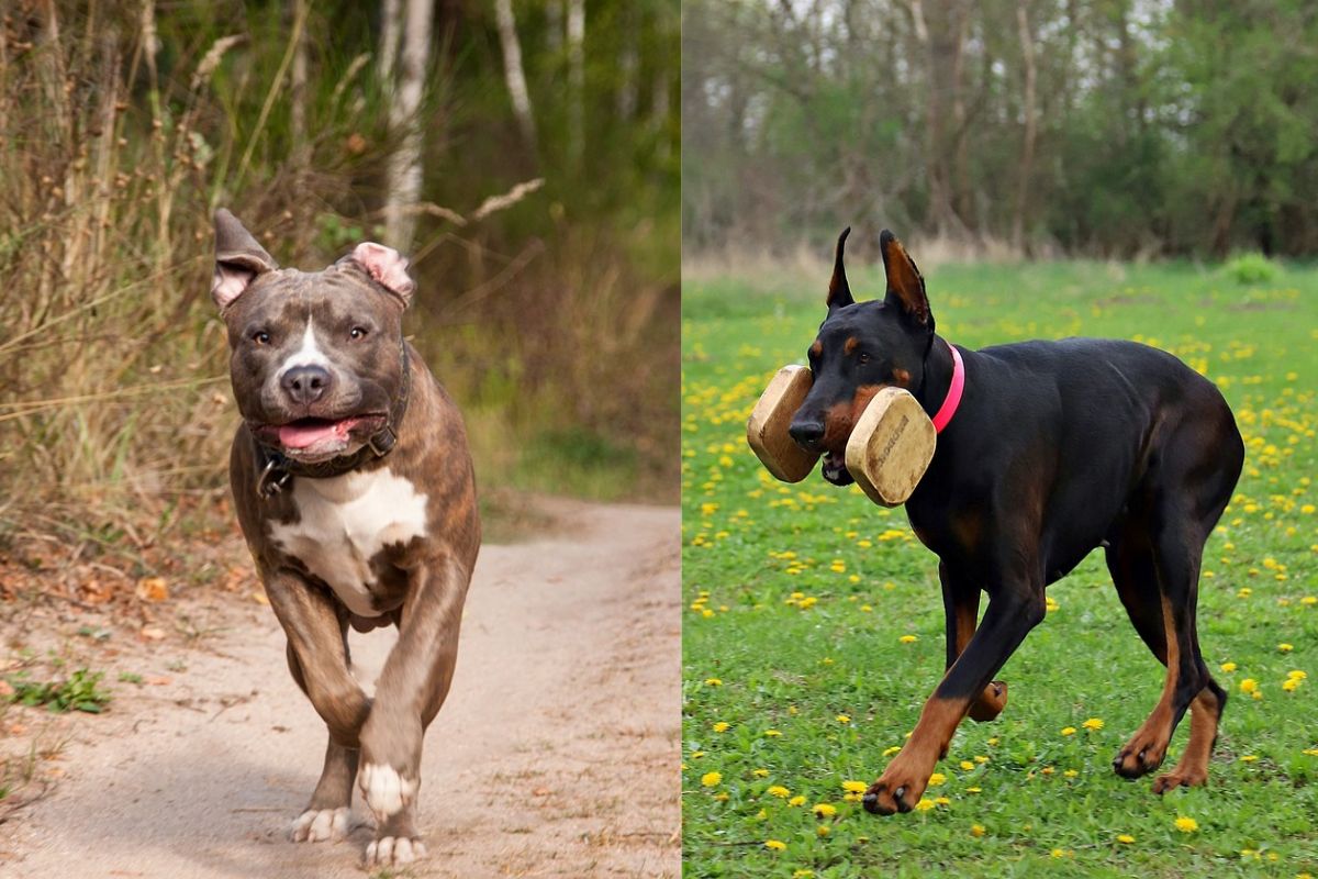 Doberman Vs Pitbull - Which Breed Is Better For You? - Avesei.com