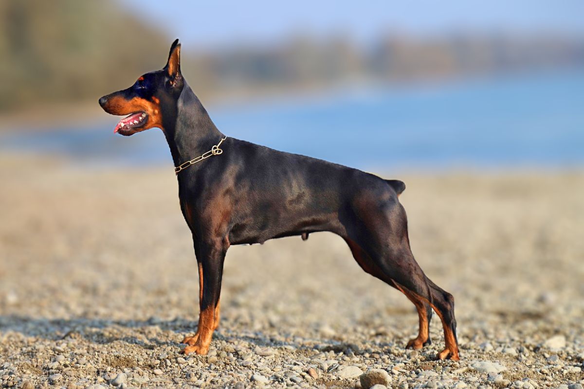 Doberman Vs Belgian Malinois - What's The Difference? - Tededer.com