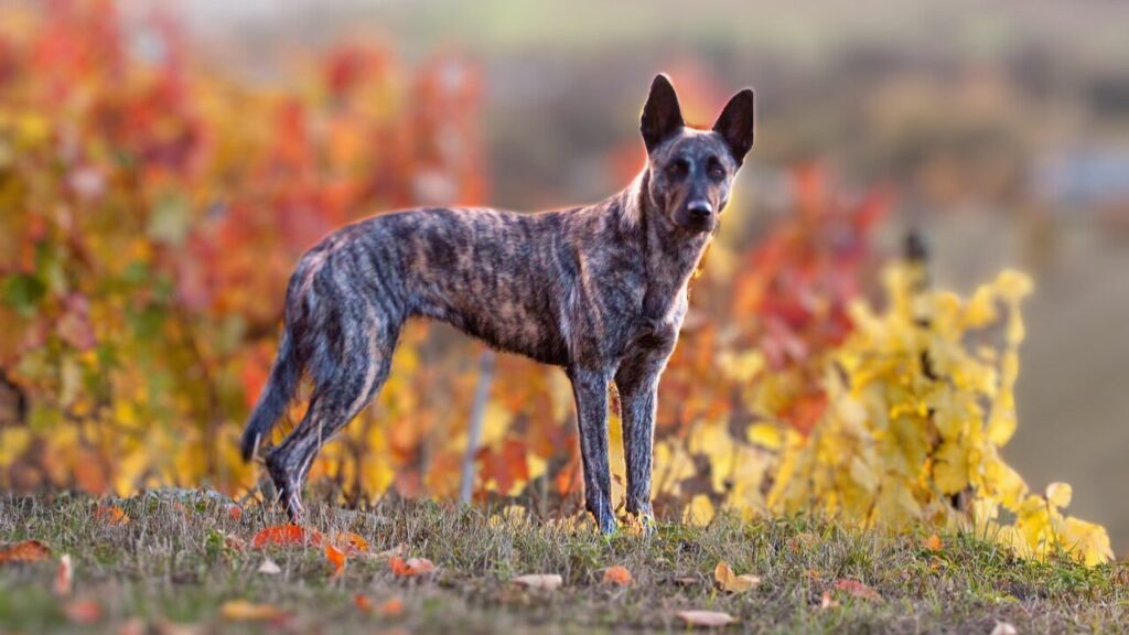 10 Guard Dog Breeds That Excel In Patrolling Large Properties - Avesei.com