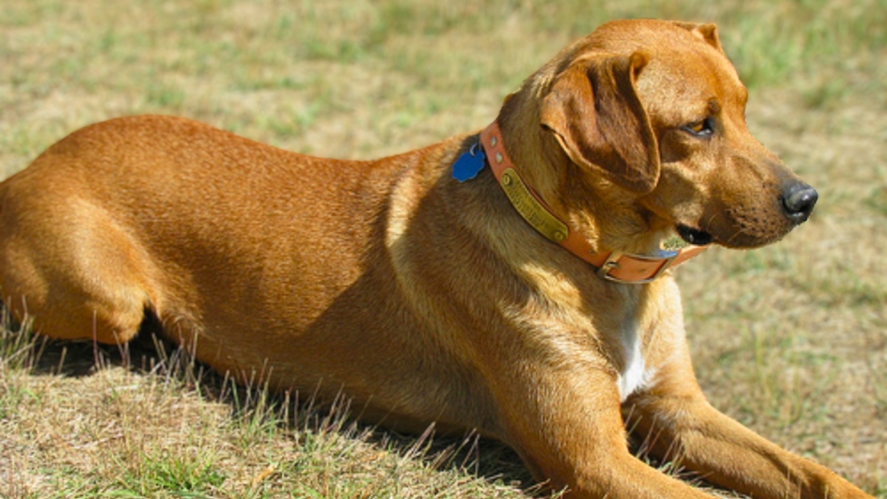 7 Best Dog Breeds To Protect Against Wild Boars - Ethawi.com