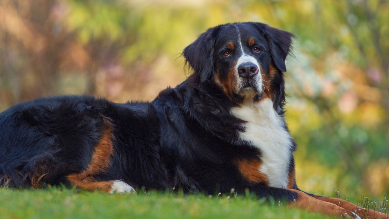 7 Best Guard Dog Breeds For Suburban Families - Tededer.com