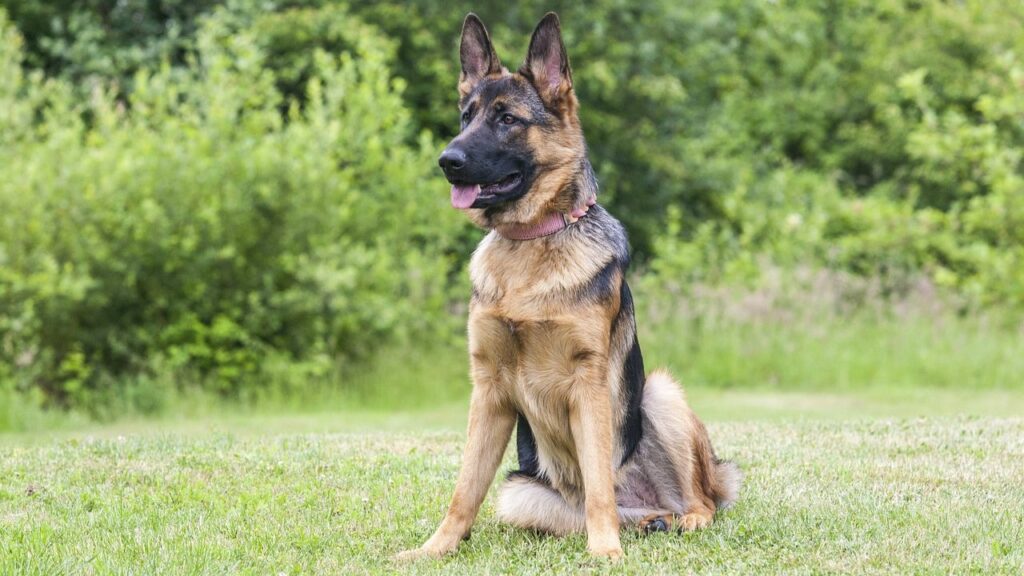 9 Best Guard Dog Breeds For Personal Security Against Urban Threats ...