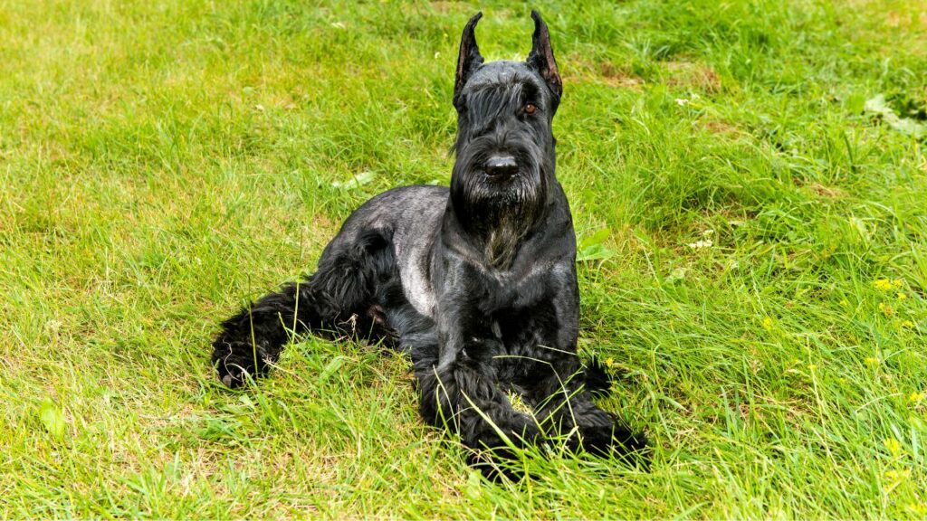 9 Best Guard Dog Breeds For Personal Security Against Urban Threats ...