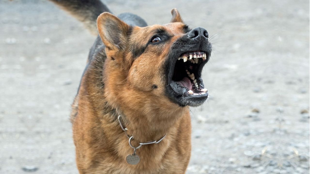 Dog Attacks By Breed - Bite Statistics & Fatalities In 2024