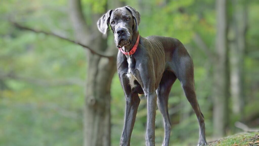 7 Scariest Guard Dog Breeds That Keep Criminals Away - Avesei.com