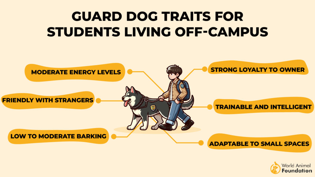 7 Best Guard Dog Breeds For College Students Living Off-Campus ...