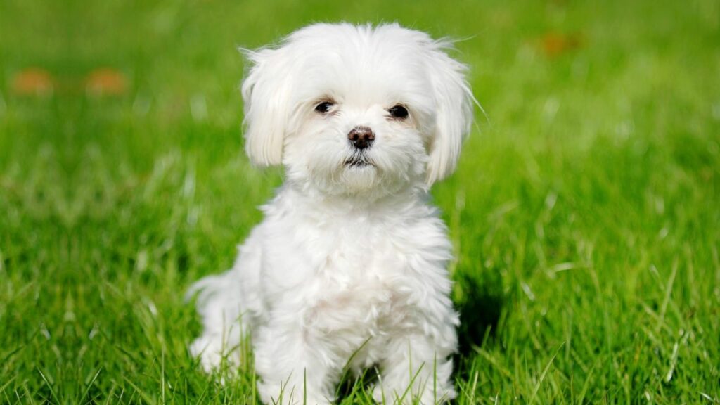 10 Companion Dog Breeds That Will Fill Your Home With Love - Inhenocha.com