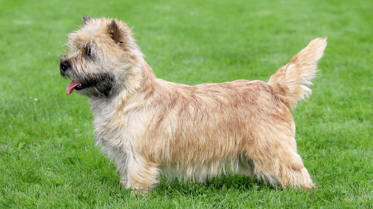 7 Most Rarest Terrier Dog Breeds You Need To Know About - Tededer.com