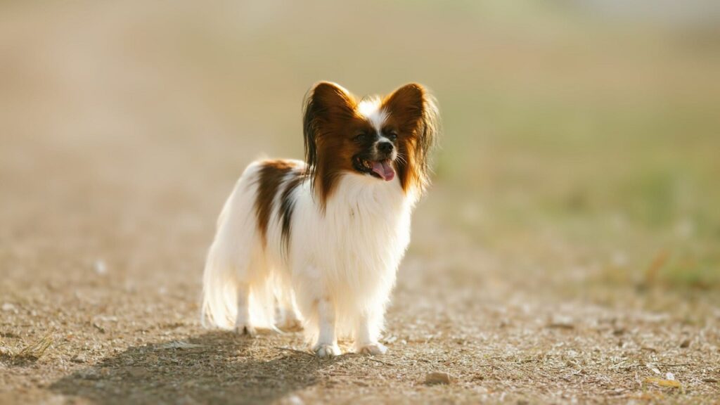 10 Companion Dog Breeds That Will Fill Your Home With Love - Ethawi.com