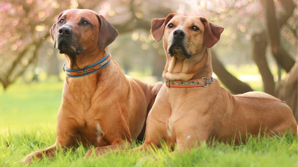 9 Guard Dog Breeds With The Best Sense Of Danger Awareness - Avesei.com