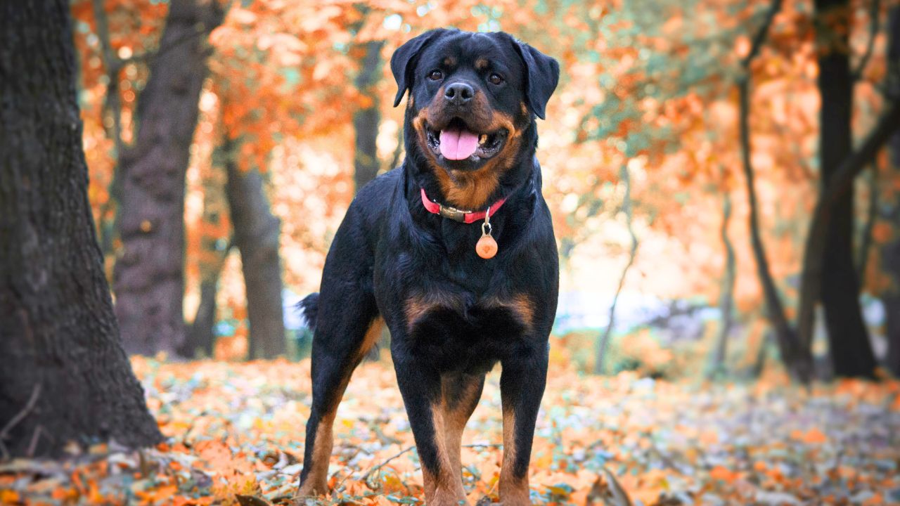 9 Best Guard Dog Breeds That Love Children And Protect Them - Avesei.com