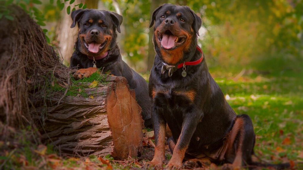 10 Guard Dog Breeds That Excel In Patrolling Large Properties - Avesei.com