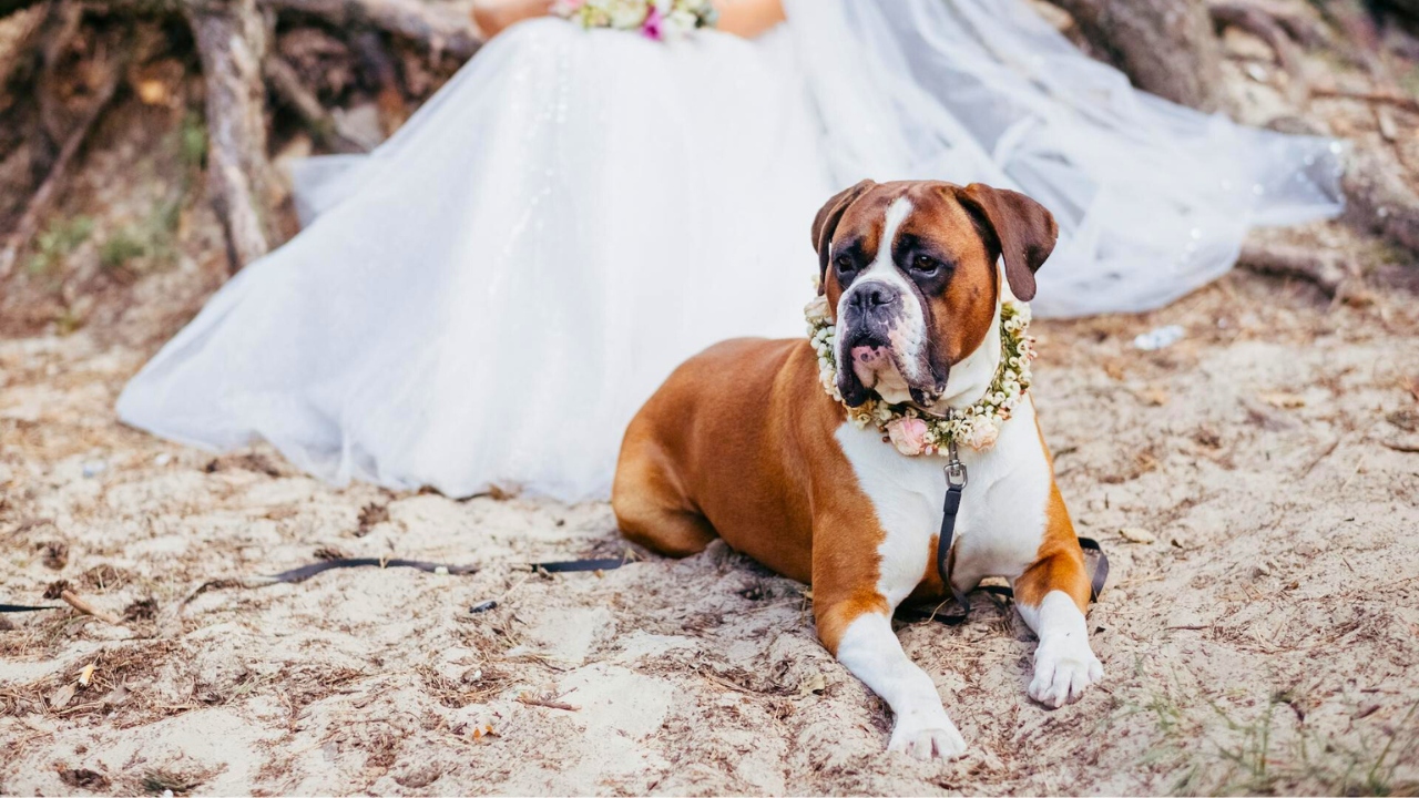 7 Best Guard Dog Breeds For Suburban Families - Avesei.com