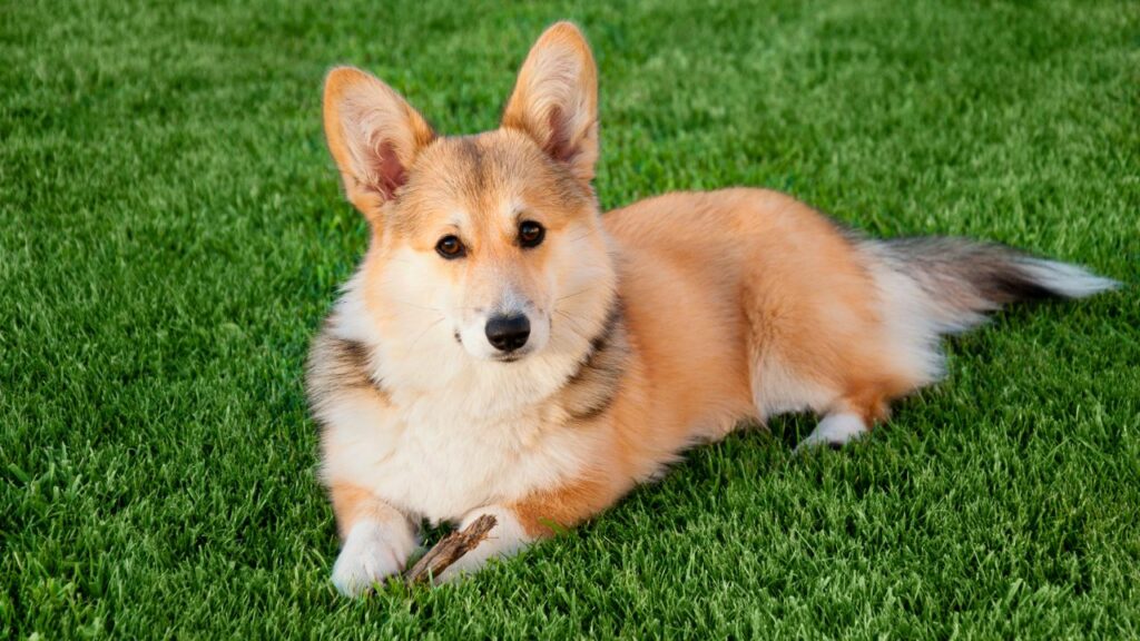 7 Best Guard Dog Breeds For Peaceful Country Living - Avesei.com