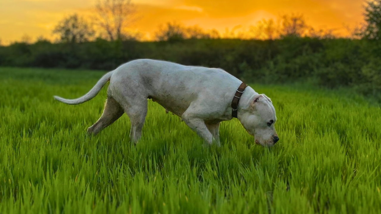 7 Best Dog Breeds To Protect Against Wild Boars - Ethawi.com