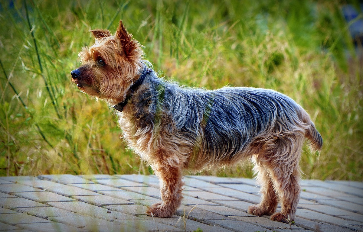 7 Best Terrier Guard Dog Breeds For Your Safety - Avesei.com