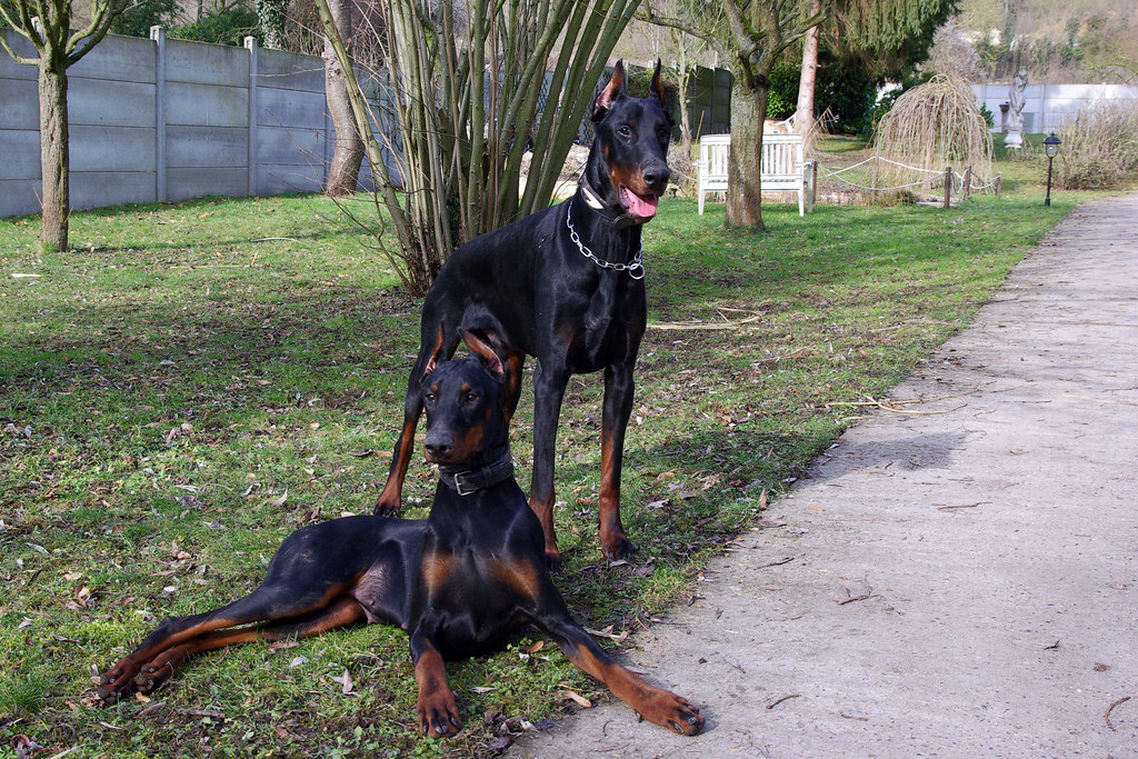 American Doberman Vs European Doberman: Key Differences Explained ...