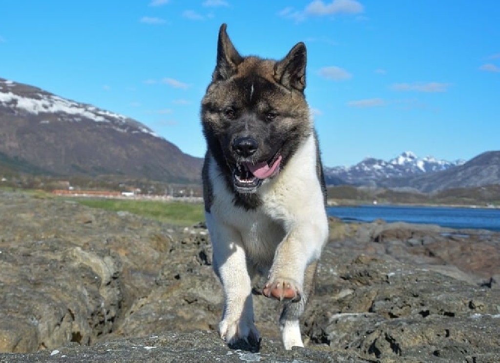 10 Best Badass Dog Breeds That Fear Nothing! - Ethawi.com