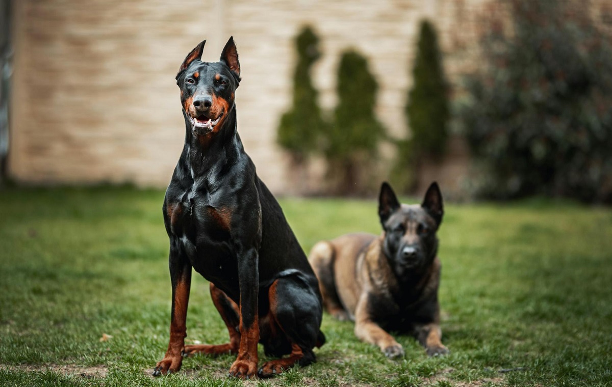 300+ Badass Guard Dog Names For Your Fearless Companions - Tededer.com