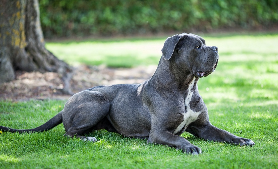 300+ Badass Guard Dog Names For Your Fearless Companions - Tededer.com