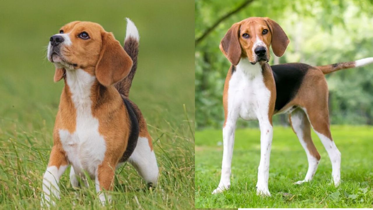 Beagle Vs. Foxhound – Spot The Differences! - Ethawi.com