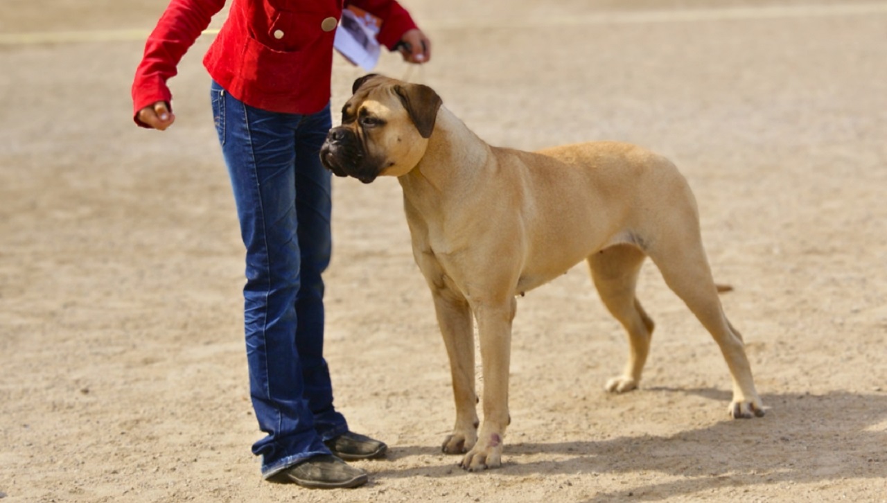 10 Best Family Protection Dog Breeds For Keeping Your Loved Ones Safe ...