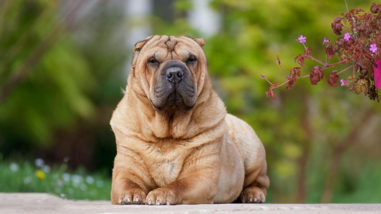 9 Best Protection Dog Breeds For Females - Tededer.com