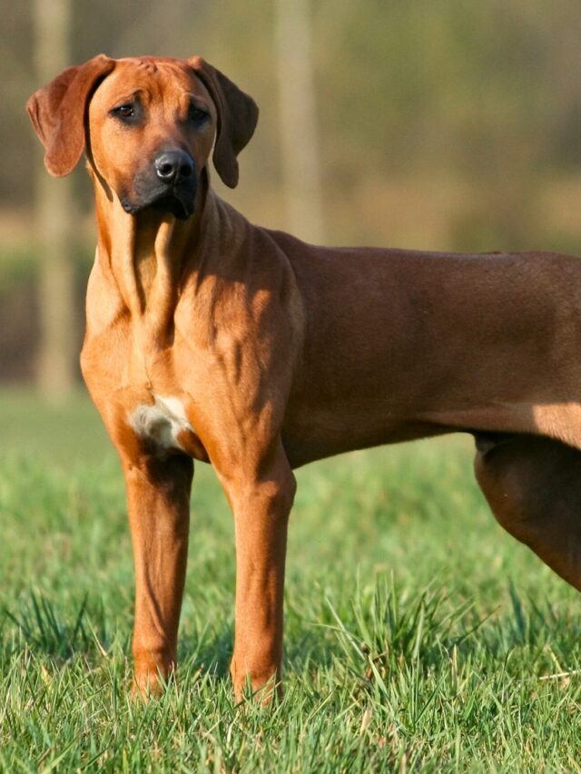 9 Best Quiet Guard Dog Breeds For Your Protection - WAF