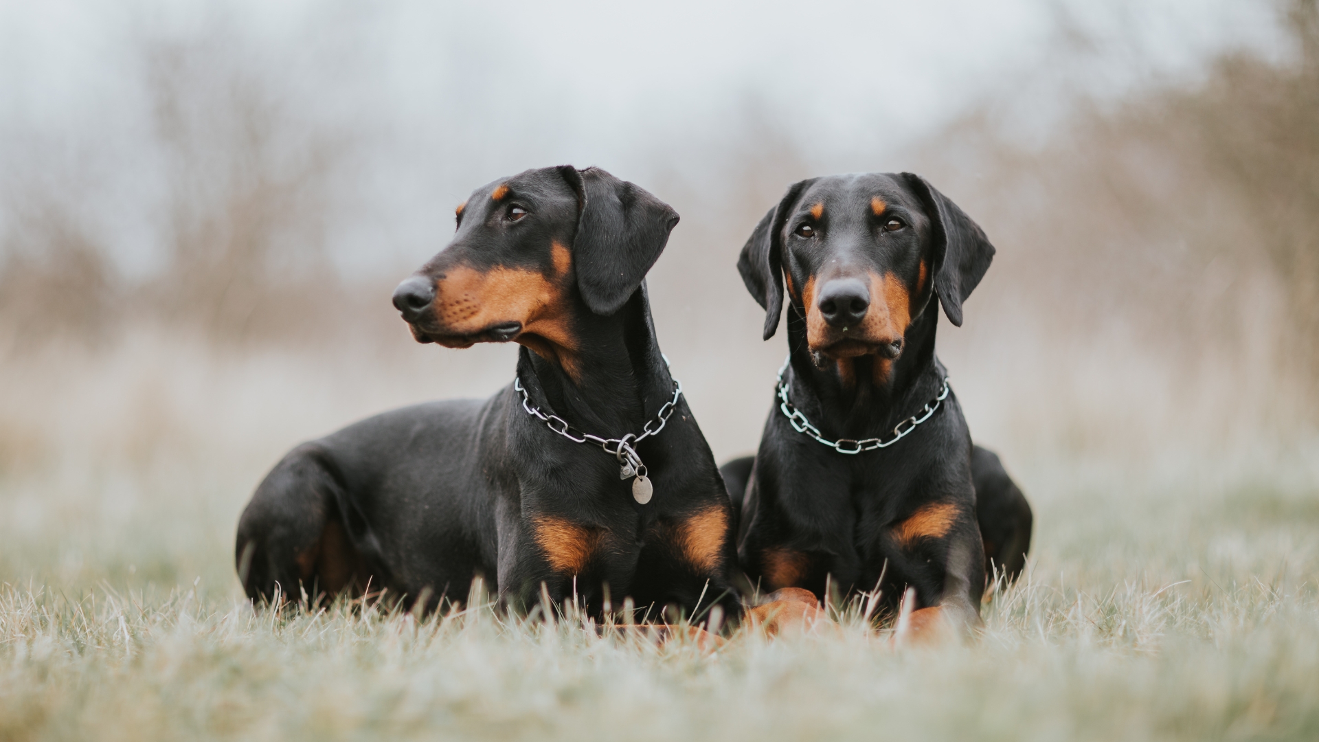 7 Best Dog Breeds To Protect Against Home Invasions - Avesei.com