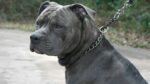 Dog Attacks By Breed - Bite Statistics & Fatalities In 2024