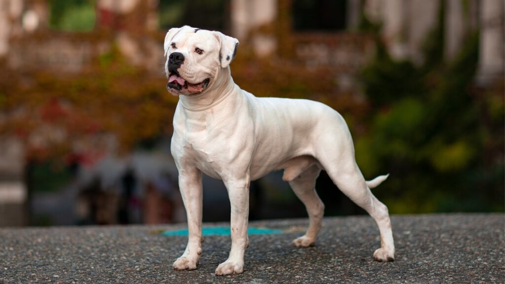 10 Best Dog Breeds To Protect Against Bears - Inhenocha.com