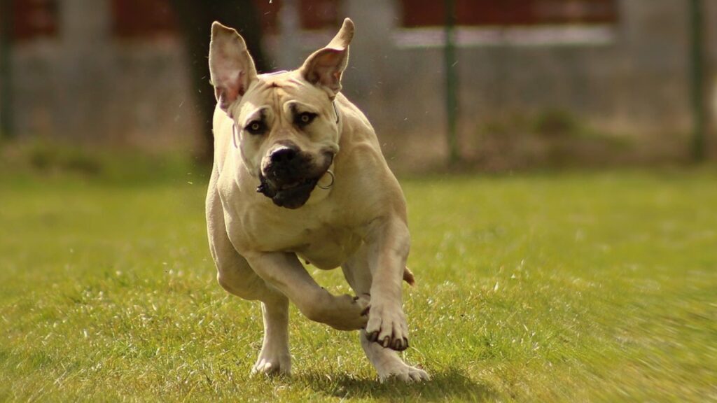 10 Best Dog Breeds To Protect Against Bears - Inhenocha.com