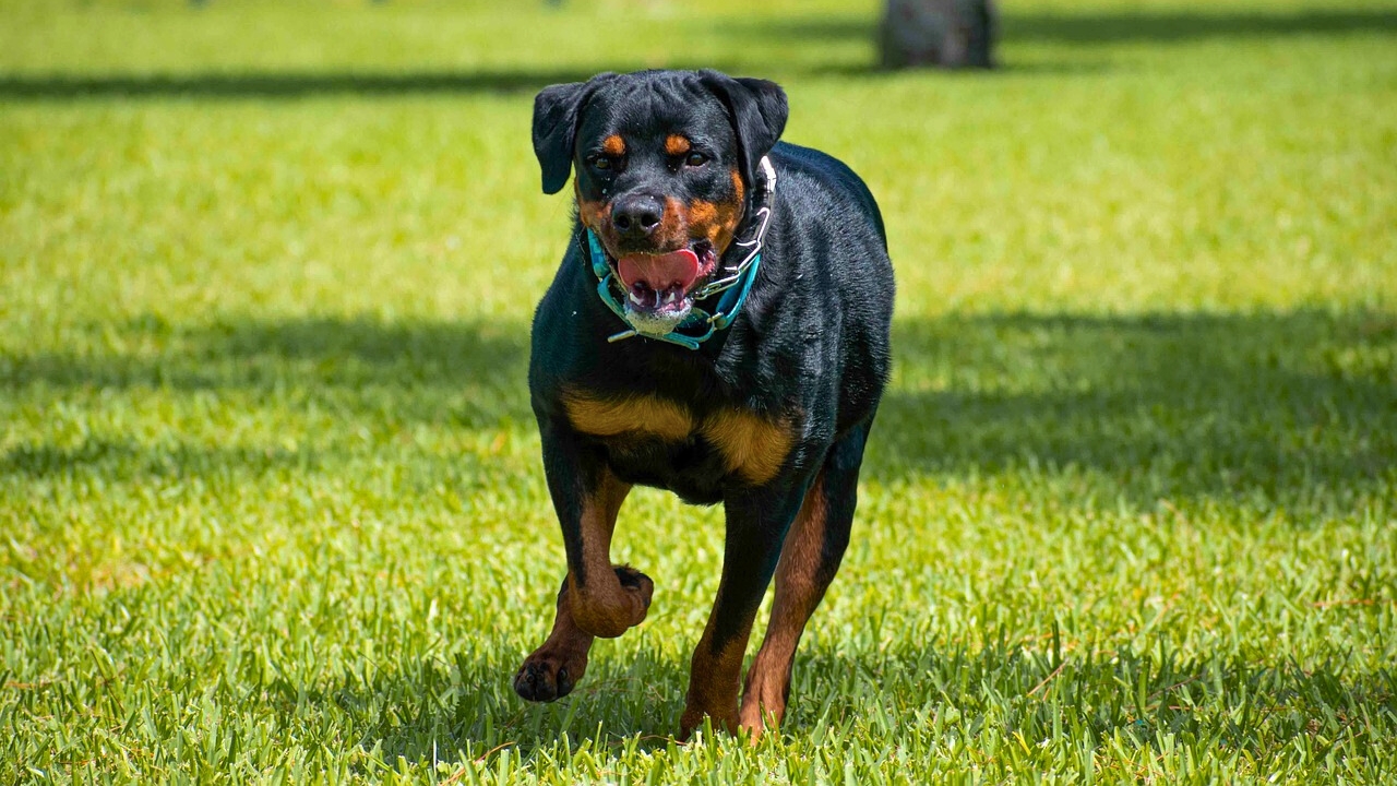 9 Guard Dog Breeds To Protect Against Package Thieves - Avesei.com