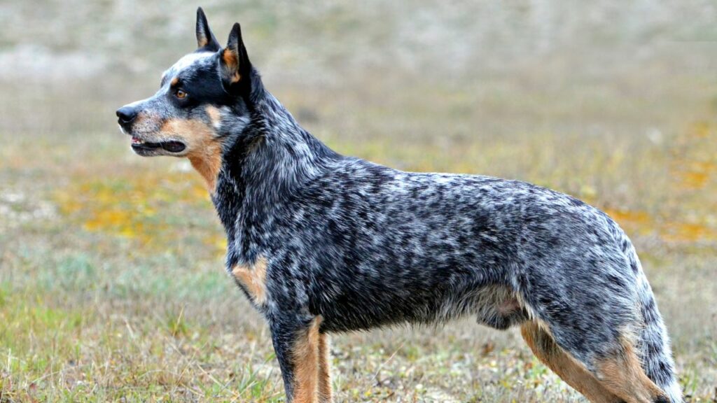 10 Most Intelligent Dog Breeds In The World - Ethawi.com