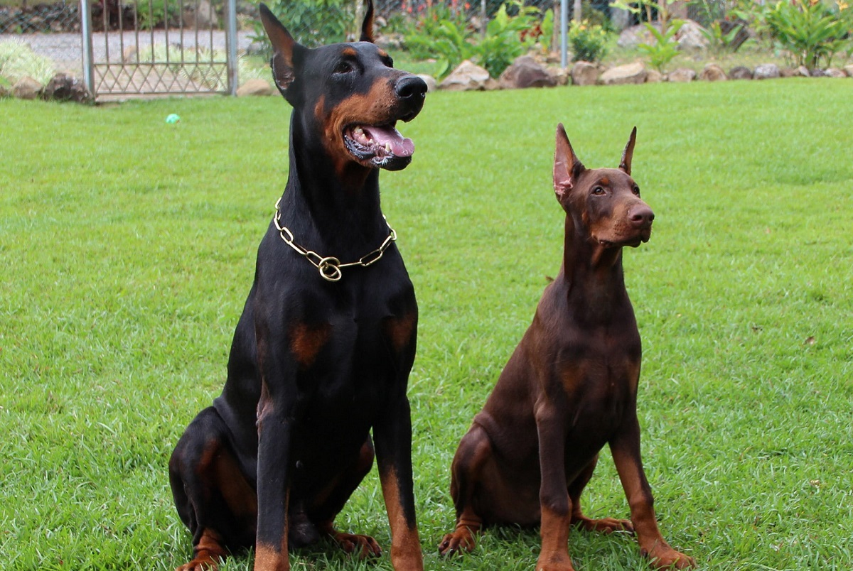 American Doberman Vs European Doberman: Key Differences Explained ...