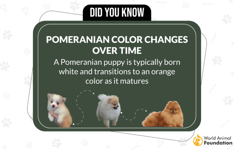 7 Orange Dog Breeds To Brighten Your Day - Tededer.com