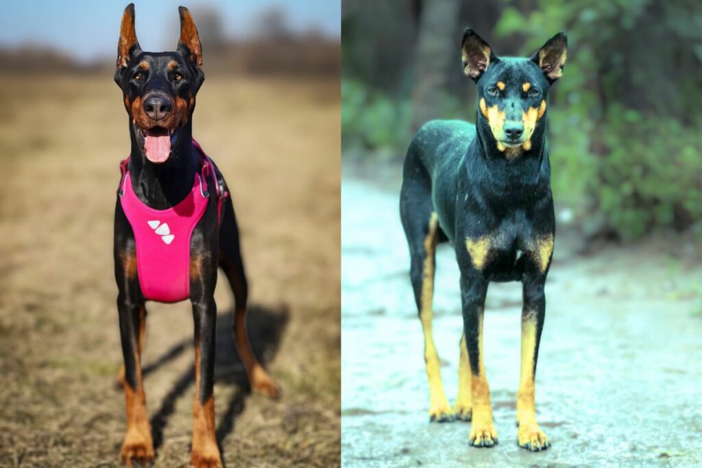 German Pinscher Vs. Doberman - Key Differences Explained! - Avesei.com