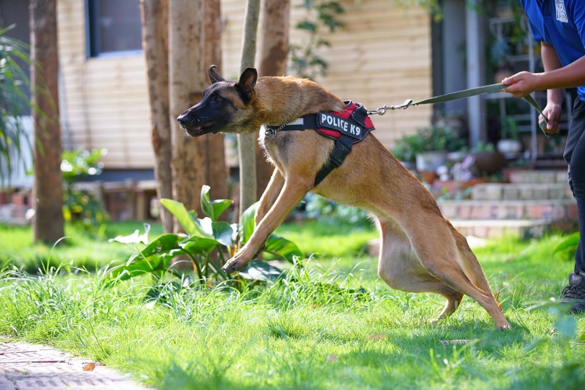 300+ Badass Guard Dog Names For Your Fearless Companions - Tededer.com