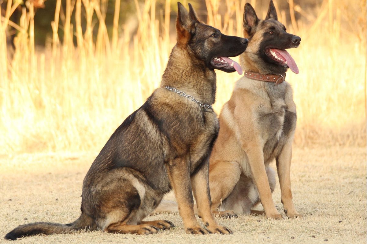 Doberman Vs Belgian Malinois - What's The Difference? - Ethawi.com