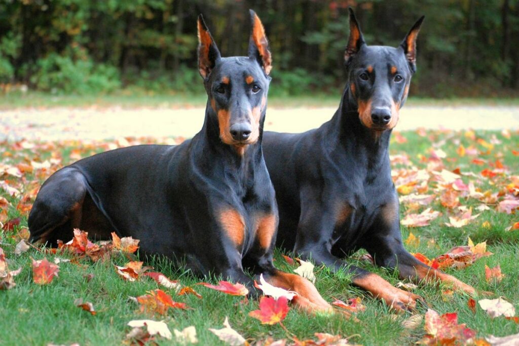 Doberman Vs Belgian Malinois - What's The Difference? - Cerfiem.com